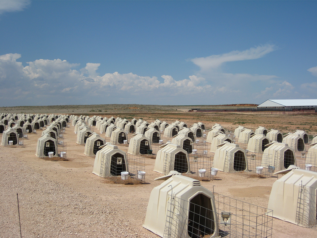 14|53 (Compact) - Calf-Tel.de